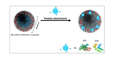 Asymmetric Triblock Copolymer Nanocarriers For Controlled Localization And Ph Sensitive Release