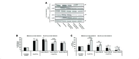 Effect Of Trichostatin A Tsa On The Acetylation Of Histone H4 And