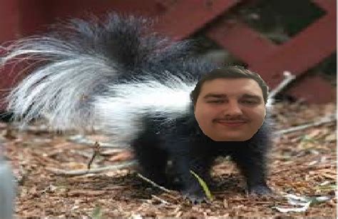 Create Meme Striped Skunk Skunk The Animal Is A Skunk Pictures