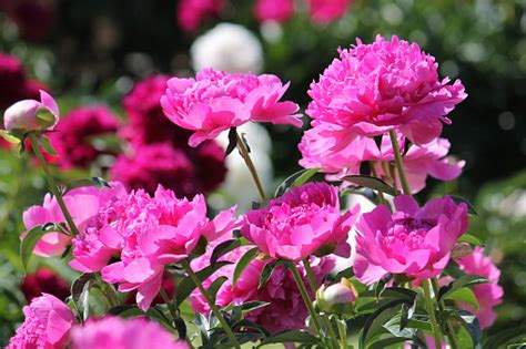Paeonia Lactiflora 의 분홍색 이중 꽃 정원에서 꽃을 피우는 모란 0명에 대한 스톡 사진 및 기타 이미지 Istock