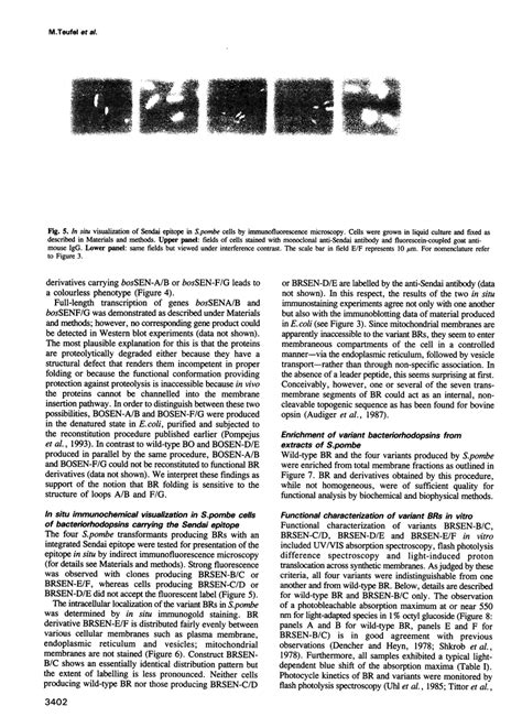 Properties Of Bacteriorhodopsin Derivatives Constructed By Insertion Of