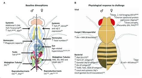 Schematic Representing Sexual Dimorphisms In Innate Immunity At Basal
