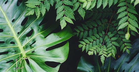 What Are Pgr The Plant Hormones