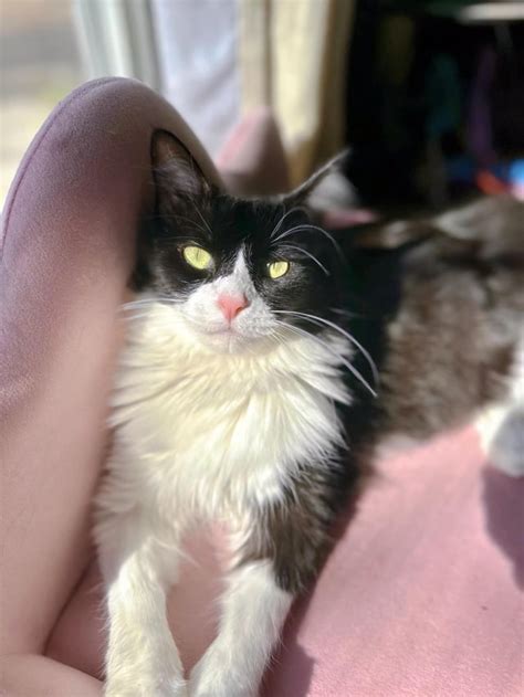 My Beautiful And Sassy Girl I Love Her So Much R Tuxedocats