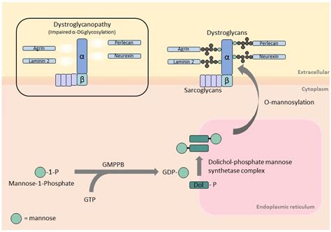 Gdp Mannose Pyrophosphorylase B Gmppb Related Disorders