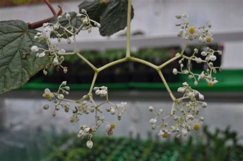 Begonia Convolvulacea Et