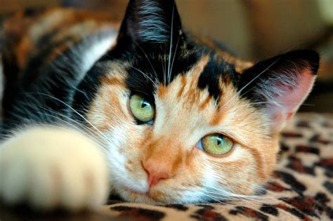 Calico Wallpapers Wallpapersafari