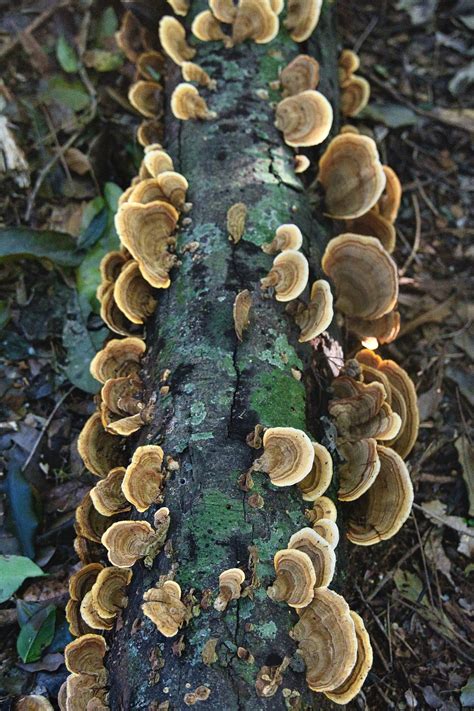 Mushroom Fungi Fungus Free Photo On Pixabay