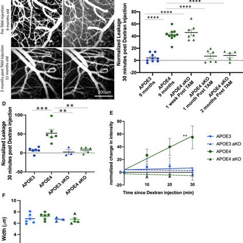 Astrocyte Specific Knockout Of Apoe4 Rescues Bbb Impairments A