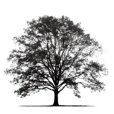 Premium Photo Tree Beech Tree Silhoutte