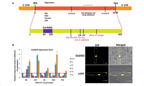 Structure Expression And Subcellular Localization Of Osgw2 A