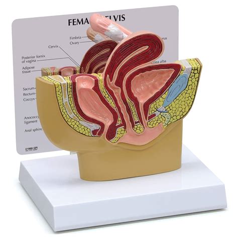 Buy Female Pelvis Model Human Body Anatomy Replica Of Female Pelvis For Doctors Office