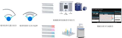 Olink蛋白质组技术 赛尔普生物