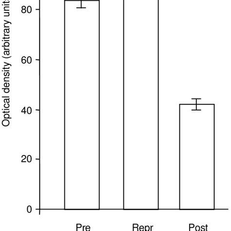 Western Blot Detection Of C Kit Receptor Protein In Testicular Extract
