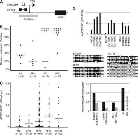 A Structure Of Anpep Genomic Locus Location Of The Download Scientific Diagram