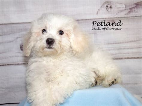 Maltipoo Small Animal Cream Id8601 Located At Petland Mall Of Georgia