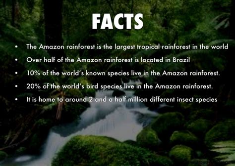 Amazon Rainforest Unique Facts At Randy Llamas Blog