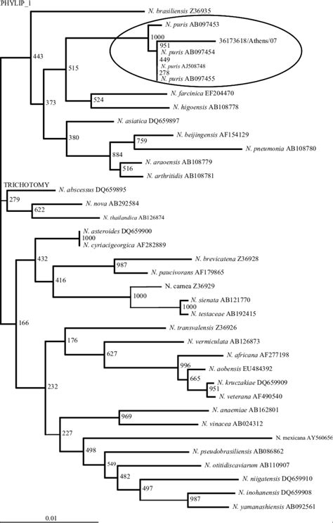 Figure Dendrogram Showing The Phylogenetic Relationships Of Isolates