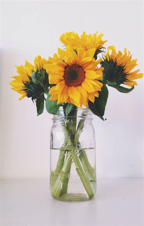 10 Sunflowers In Mason Jar