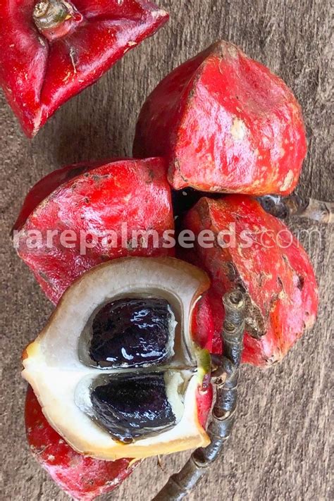 Thaumatococcus Daniellii Katamfe Buy Seeds At