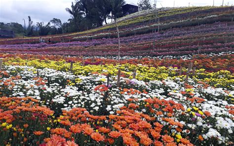 Flower Farm Manila Philippines Home Alqu