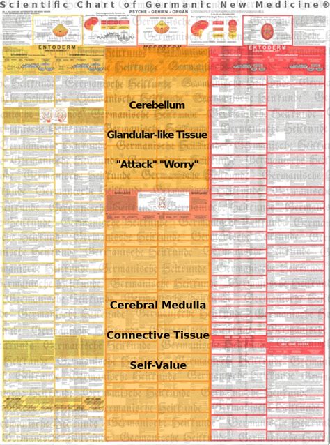 Diagnostic Chart Mesoderm Akademie Für Germanische Heilkunde