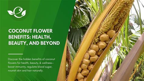 Coconut Flower Benefits Health Beauty And Beyond