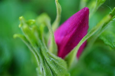 장미는 Rosa 속의 우디 다년생 꽃 피는 식물 Rosaceae 가족 또는 그것이 품고있는 꽃입니다 삼백 종 이상과 수만 종의
