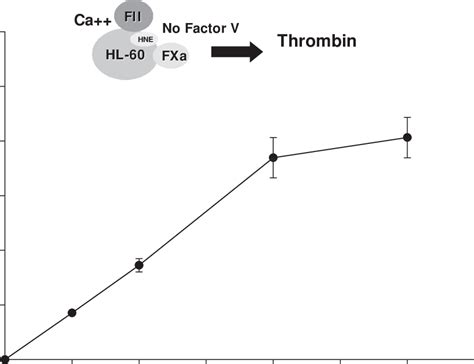 Role Of Coagulation Factors V And X On Thrombin Generation Thrombin