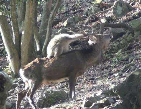 Theres Something Reeeeally Weird Happening Between Deer And Monkeys In Japan ViralNova