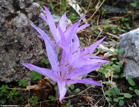 Colchicum Macrophyllum