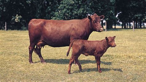 Crossbreeding Biology Britannica