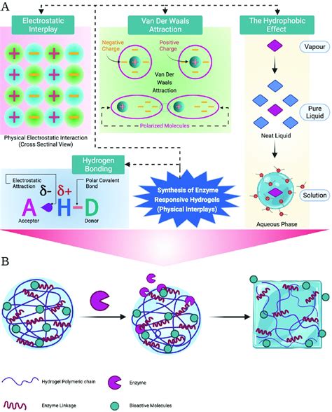 Schematic Illustration Of Enzyme Responsive Hydrogels Synthesis And Download Scientific Diagram