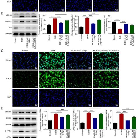 G Rg1 Inhibits Ers And Modulates The Ampkmtor And Perkatf4chop