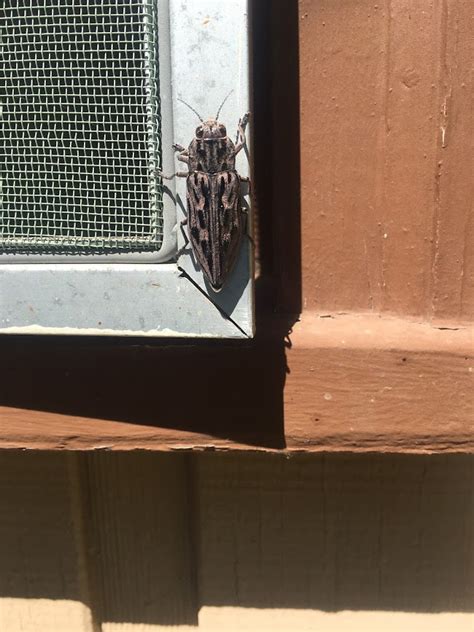 Natural Organic Pest Control In Missoula Mt General Insects