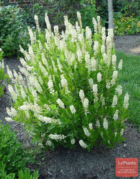 Клетра (Clethra) — описание, выращивание, фото | на LePlants.ru