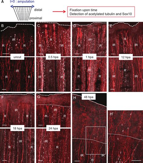 Systemic Sox10 Activation In Scs Following Amputation A Scheme Of Download Scientific