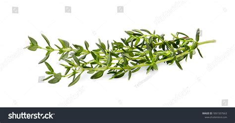 293,851 Thymi Images, Stock Photos, 3D objects, & Vectors | Shutterstock
