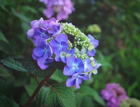 Pink And Violet Hydrangea On A Dark Green Background Beautiful Natural