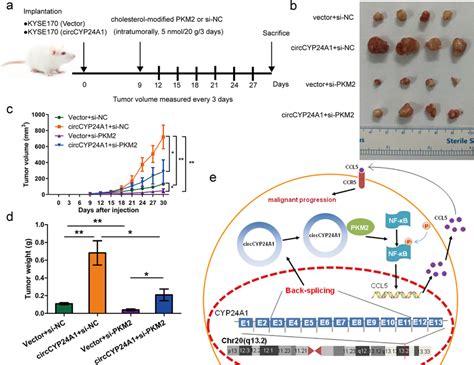 Circcyp24a1 Interacts With Pkm2 And Promotes Nf κb Pathway Mediated