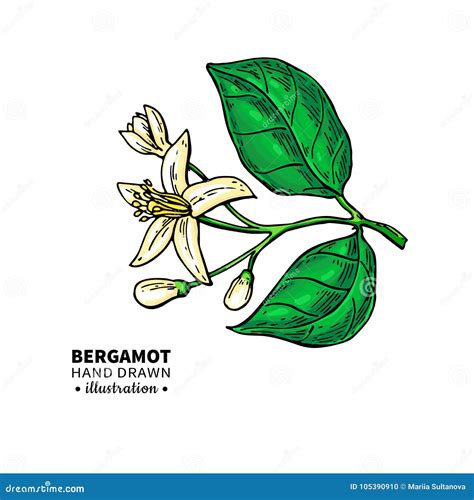 香柠檬花分支传染媒介图画 被隔绝的葡萄酒illustra 向量例证 插画 包括有 关心 饮食 105390910