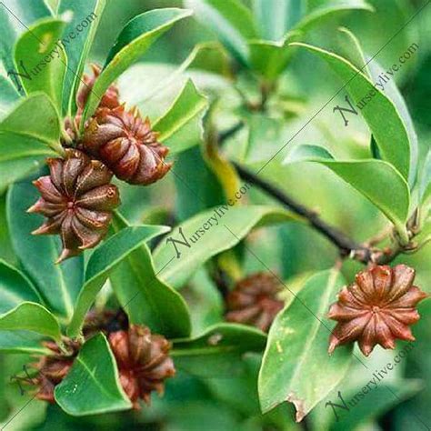 Buy Velaiti Saunf Star Anise Plant Online From Nurserylive At Lowest Price
