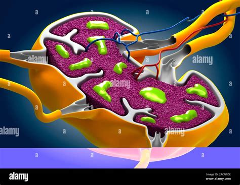 Lymph Node Computer Artwork Of A Section Through A Human Lymph Node
