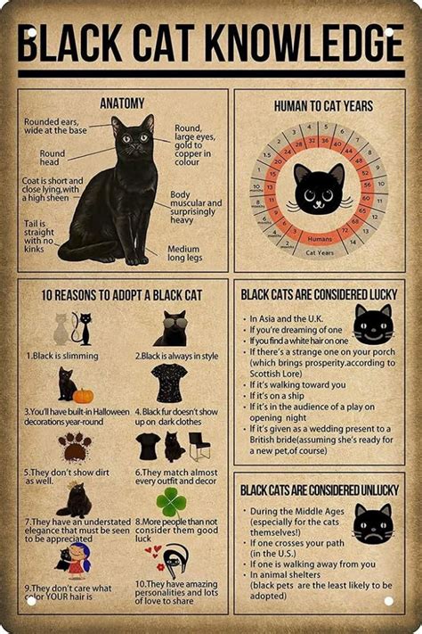 8 Fun Facts About Black Cats Artofit
