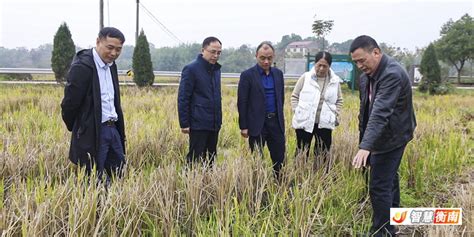湖南省土壤肥料专家来衡南指导秋冬季绿肥种植工作
