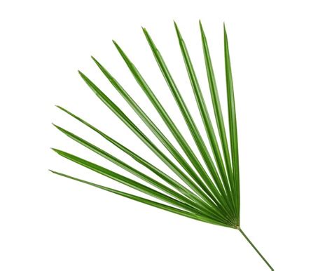 Premium Photo Green Leaves Patternleaf Palm Tree Isolated On White