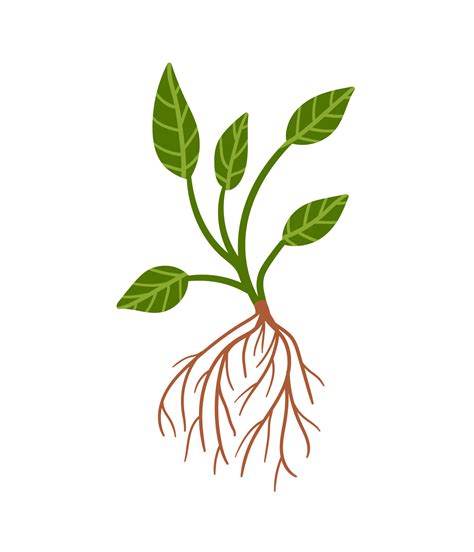 Plant With Root Vector Hand Drawn Plant With Green Leaves And Brown Roots 20580150 Vector Art