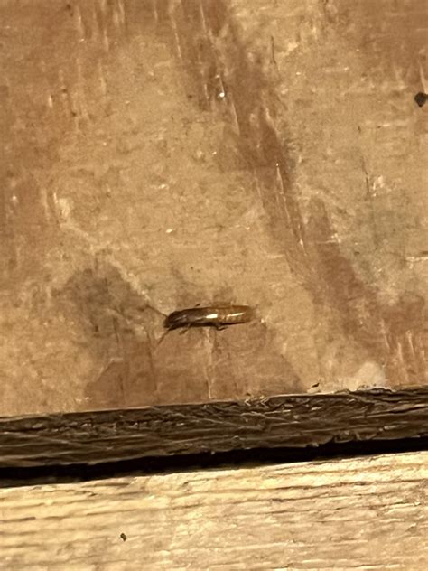 Daytona Beach Florida Bugs Dwelling In My Attic Rwhatsthisbug