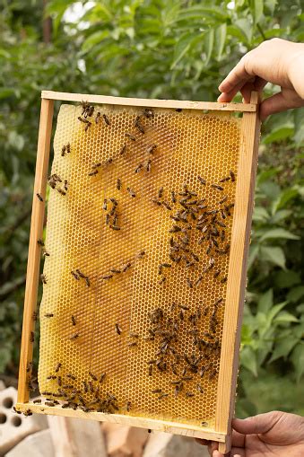 양봉가의 손에 꿀벌과 꿀이있는 벌집 벌집의 틀에 대한 꿀 수집의 개요 곤충에 대한 스톡 사진 및 기타 이미지 곤충 꽃가루