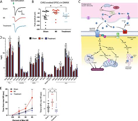 Daily Activation Of Pvn Oxt Neurons After Mi Maintained Excitatory Download Scientific Diagram